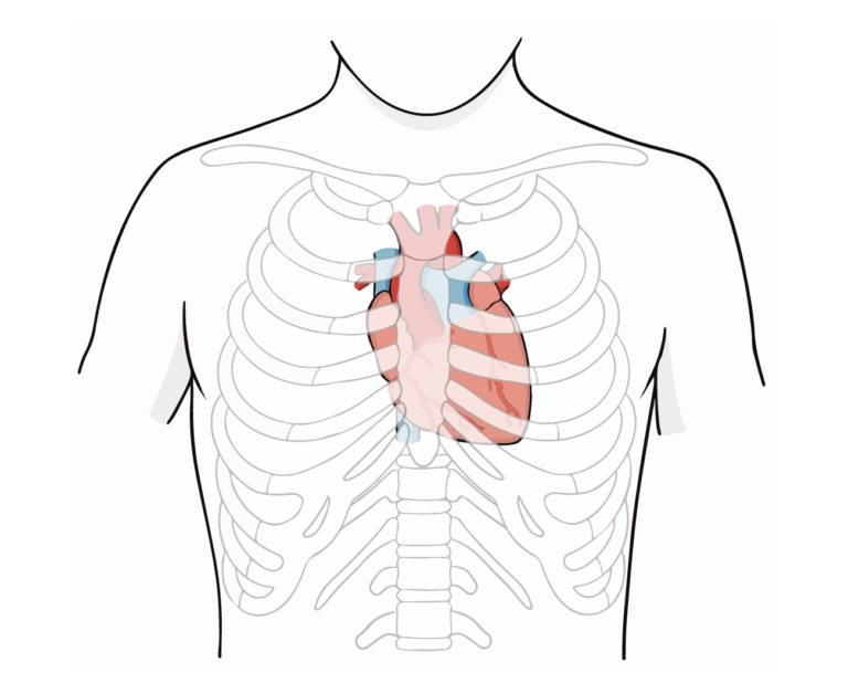 Checkup Anatomie: Das Herz, der Taktgeber des Lebens