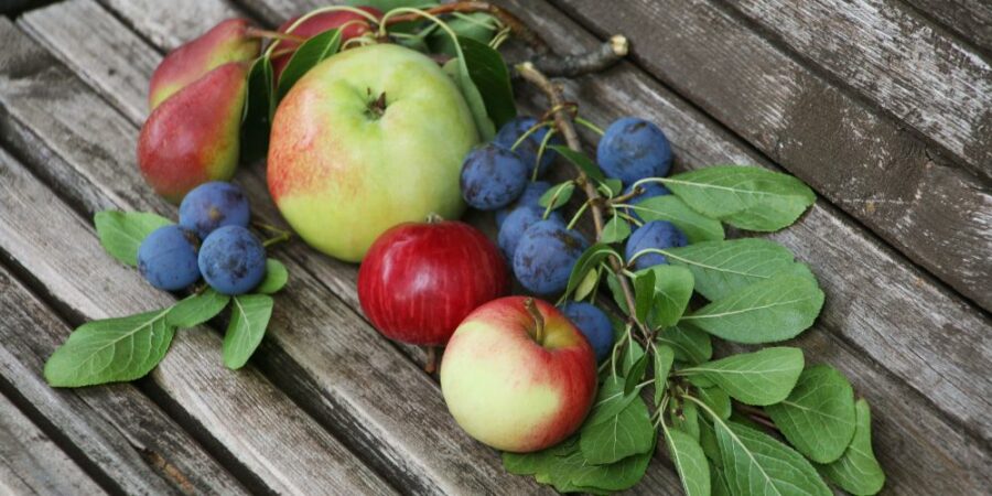 Fructoseintoleranz – Symptome, Diagnose & Ernährungstherapie