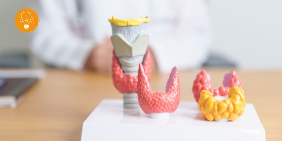 Das Hormonsystem & seine zahlreichen Interaktionen